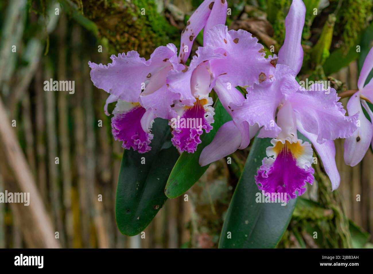 Orquideas de colombia hi-res stock photography and images - Alamy