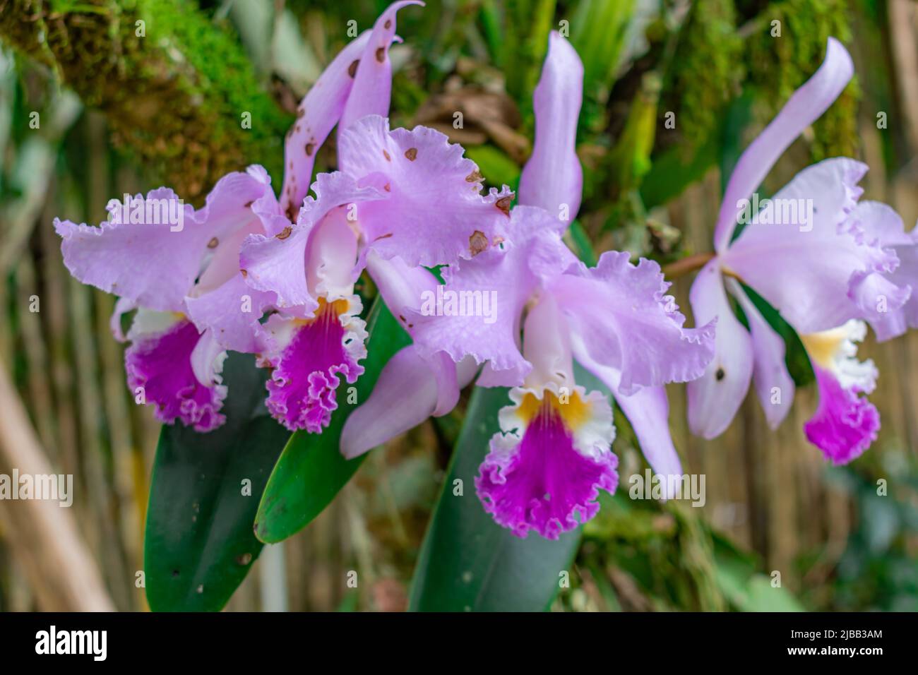 Orquideas de colombia hi-res stock photography and images - Alamy