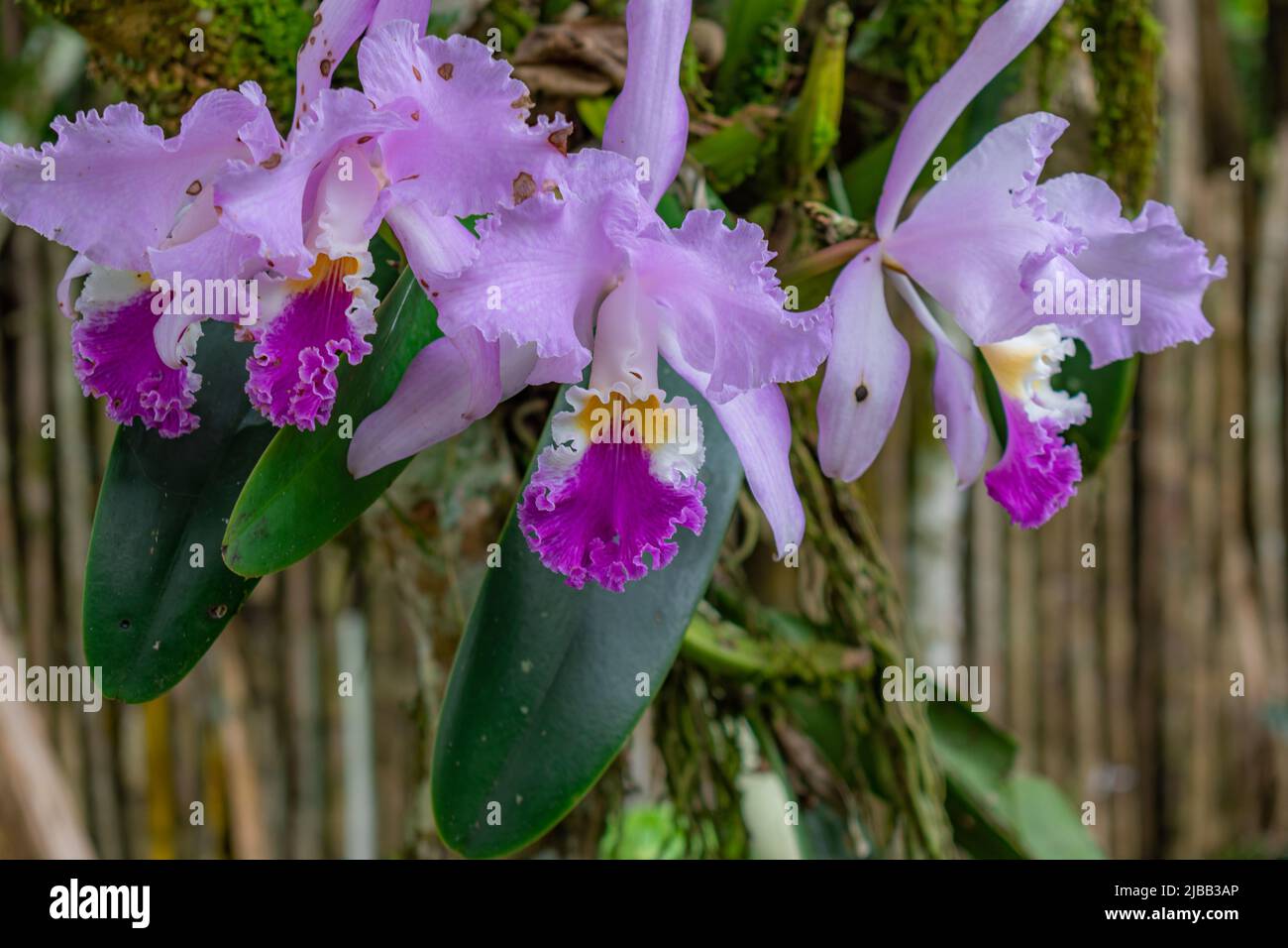 Orquideas de colombia hi-res stock photography and images - Alamy