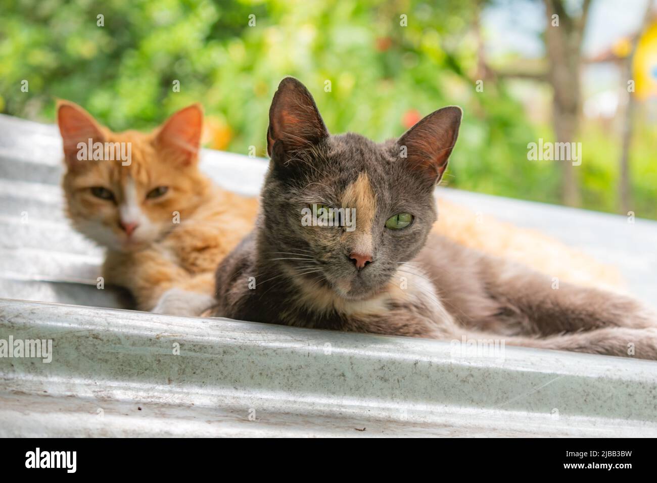 creole cats in the foreground lying on the roof in rural area Stock ...