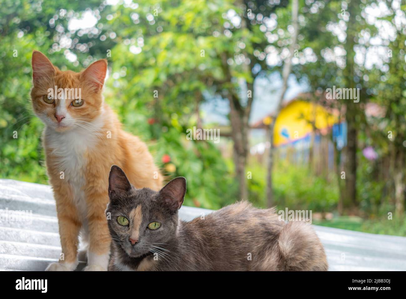 creole cats in the foreground lying on the roof in rural area Stock ...