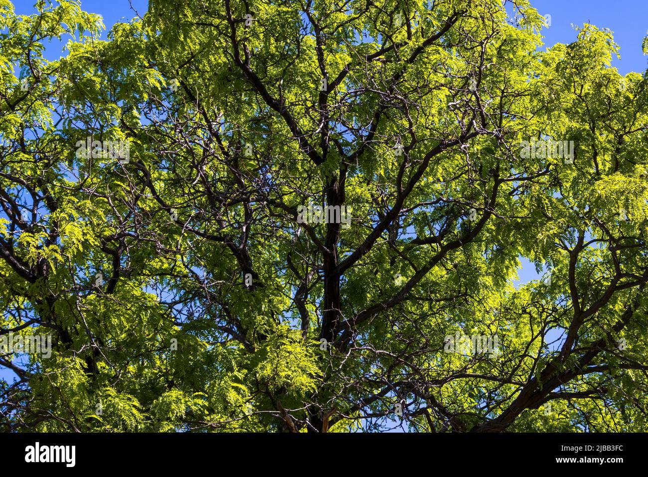 Tree exhibits hi-res stock photography and images - Alamy