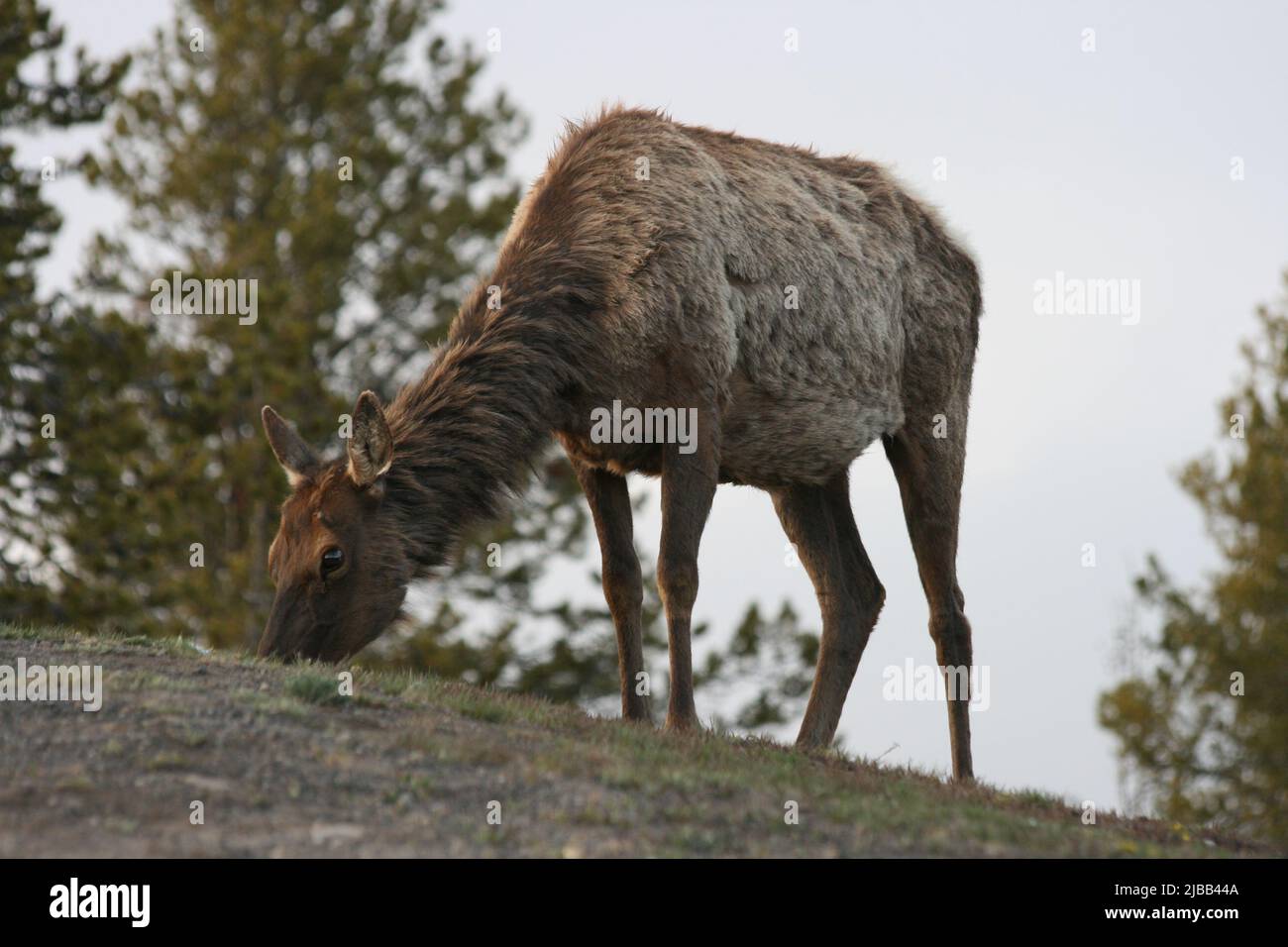 Female elk hi-res stock photography and images - Alamy