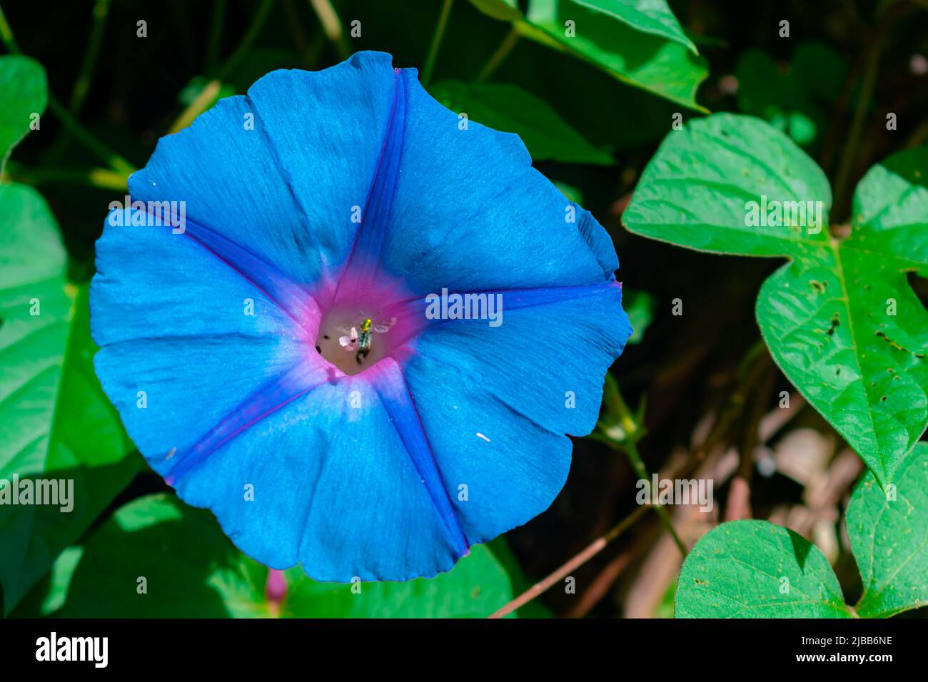 Planta de flores exoticas hi-res stock photography and images - Alamy