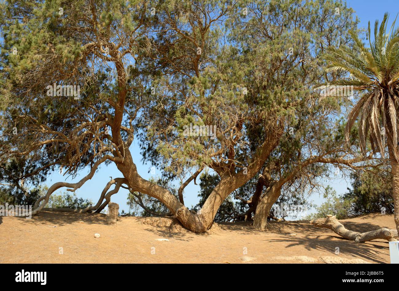 Prophet Moses Springs, Water wells and palms in Sinai Peninsula, Ras ...