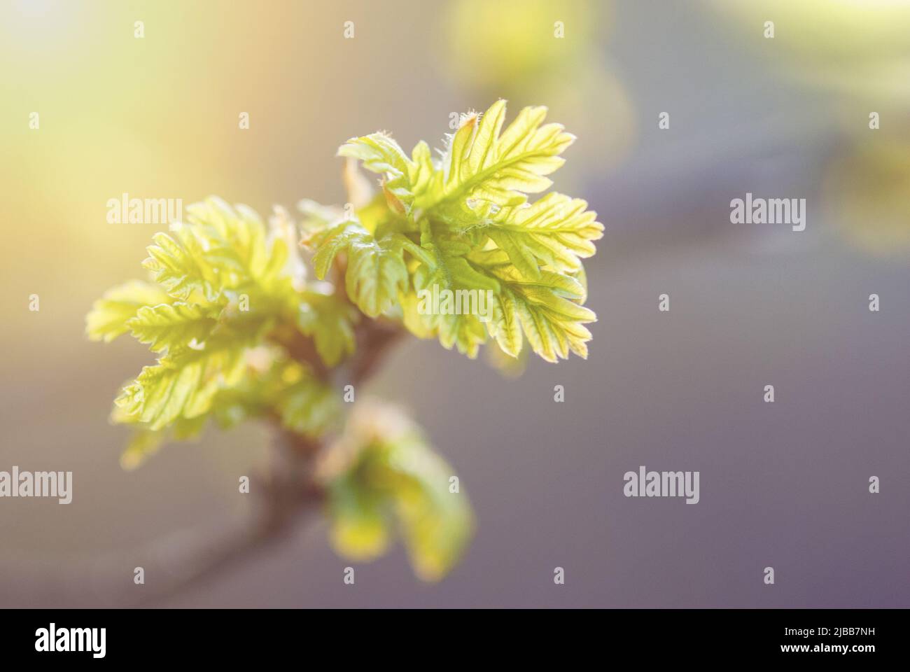 New oak tree leaves on branch, sunny spring morning, nature background ...
