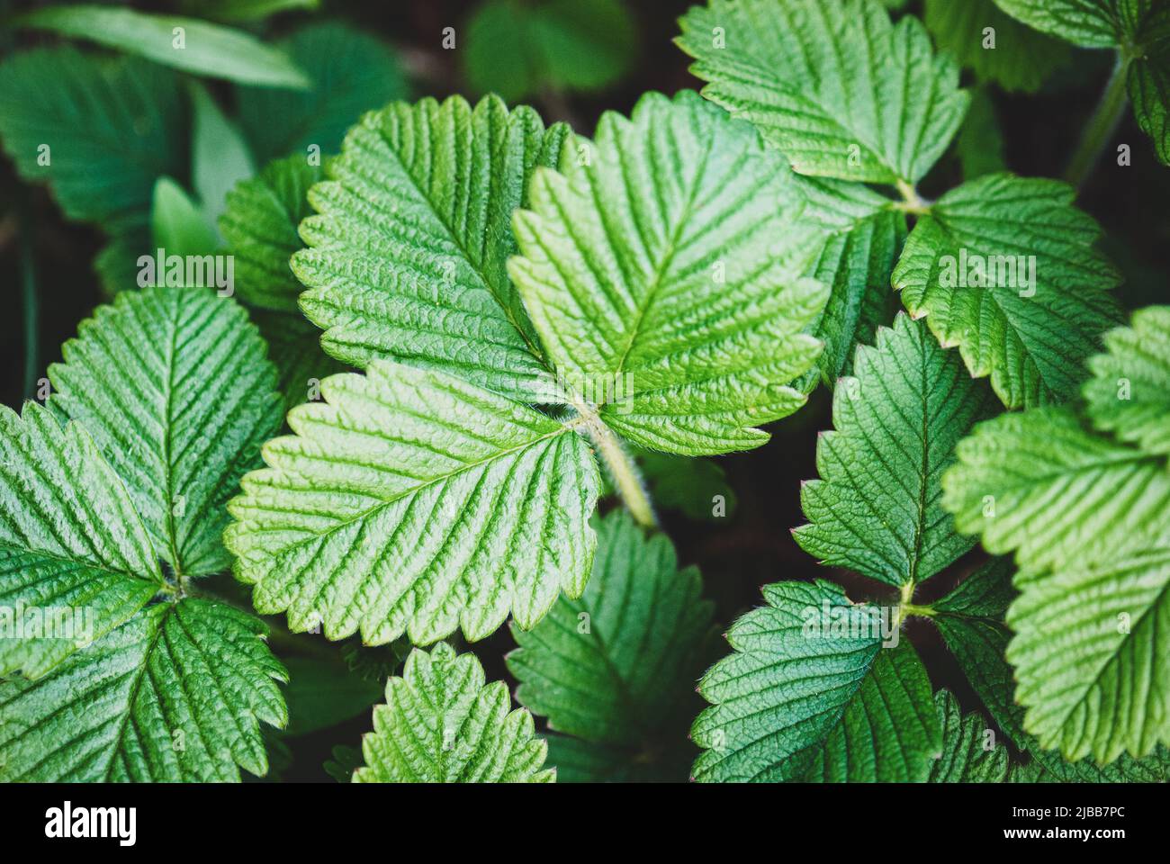 Fresh green leaves of musk strawberry in spring garden Stock Photo - Alamy