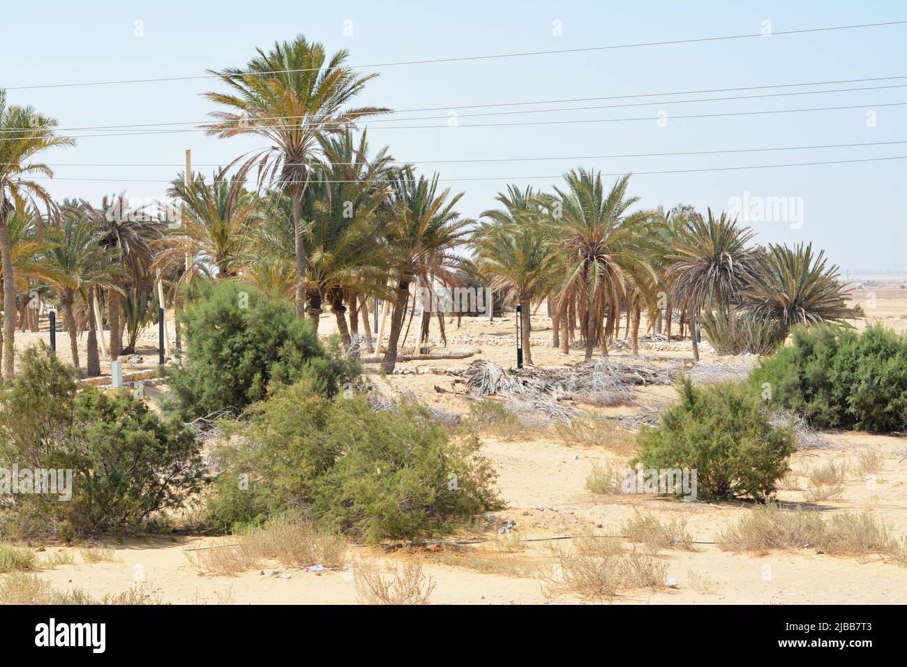 Prophet Moses Springs, Water wells and palms in Sinai Peninsula, Ras ...