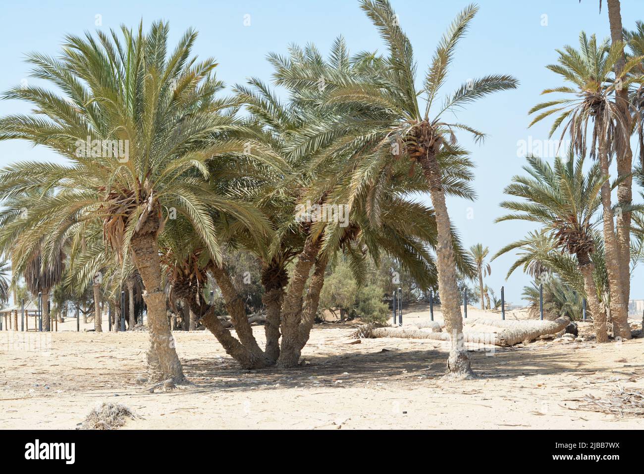 Prophet Moses Springs, Water wells and palms in Sinai Peninsula, Ras ...