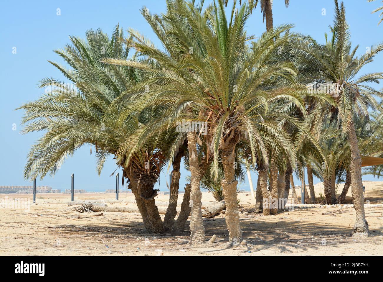 Prophet Moses Springs, Water wells and palms in Sinai Peninsula, Ras ...