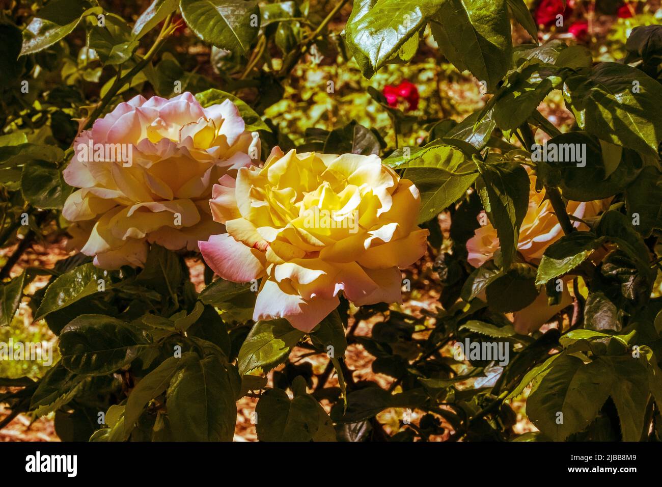 Intense colors hi-res stock photography and images - Alamy