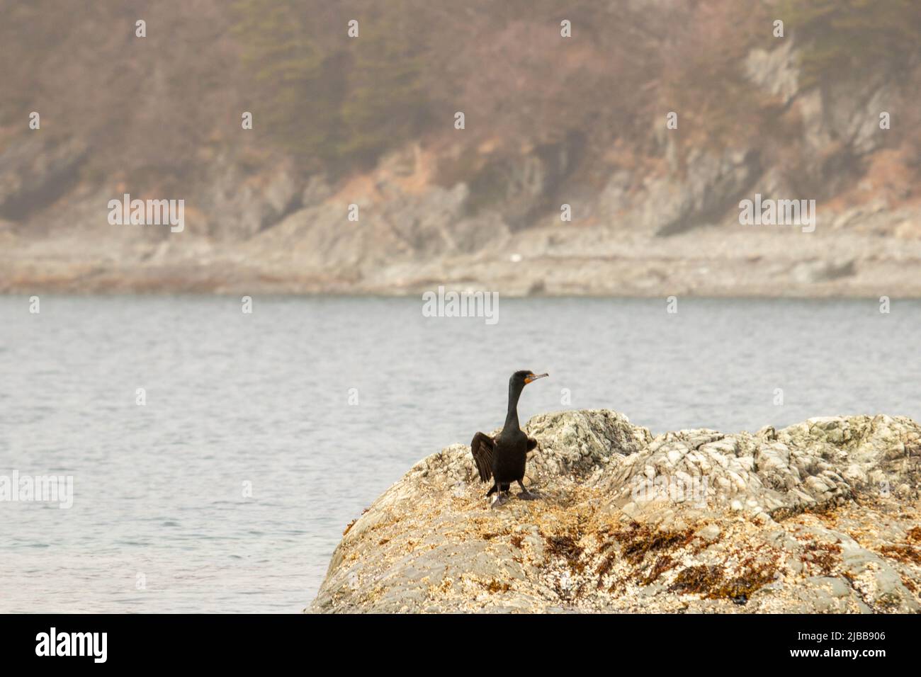 a double crested cormorant in canada Stock Photo - Alamy