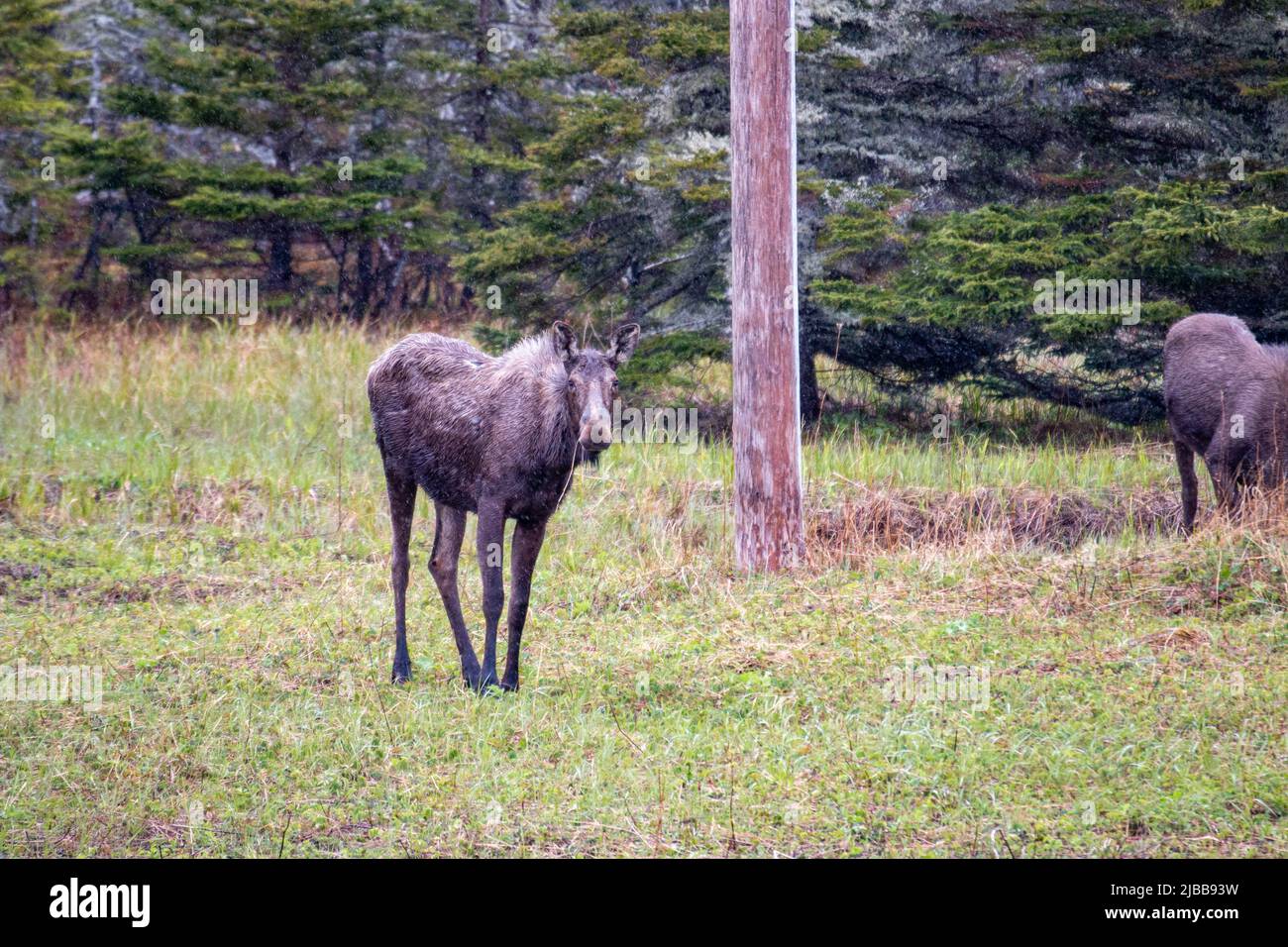 A pair of moose early on in season in newfoundland Stock Photo - Alamy