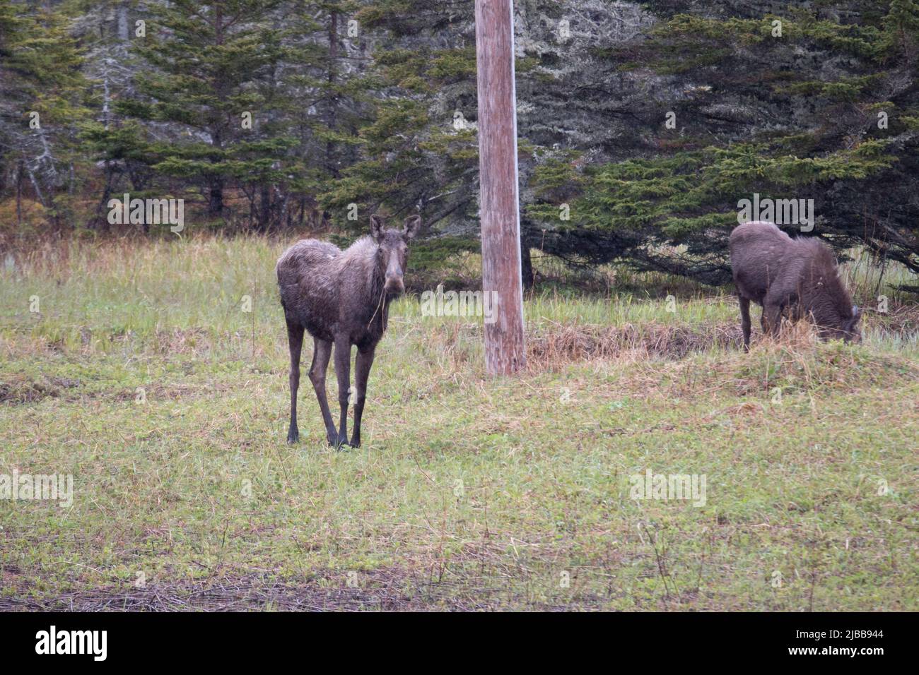 A pair of moose early on in season in newfoundland Stock Photo - Alamy