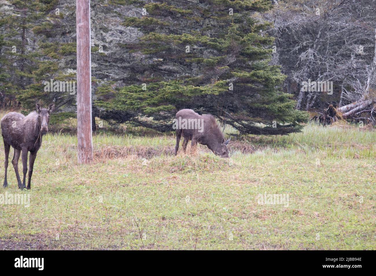 A pair of moose early on in season in newfoundland Stock Photo - Alamy