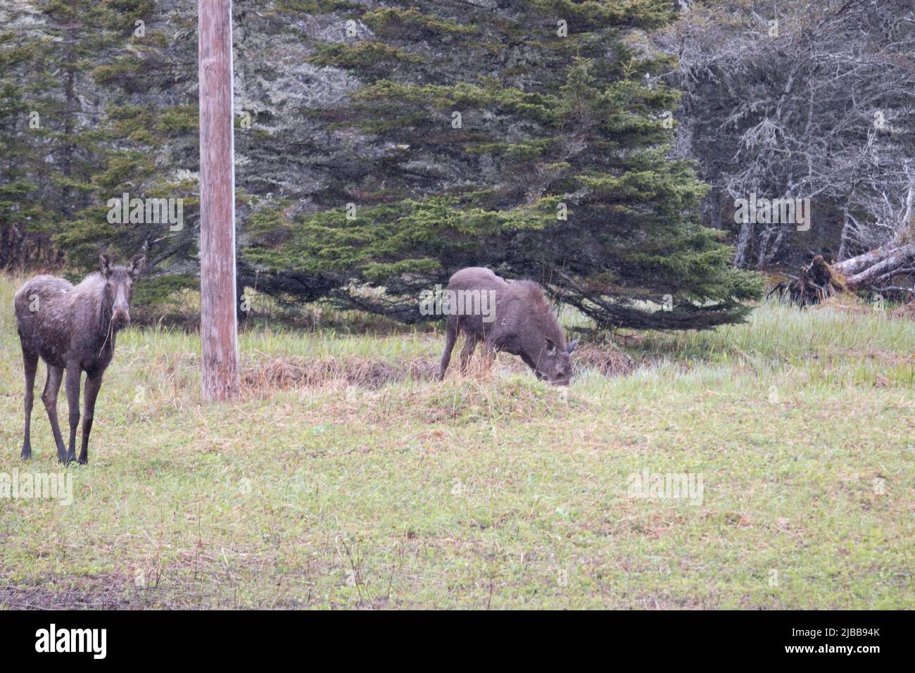 A pair of moose early on in season in newfoundland Stock Photo - Alamy