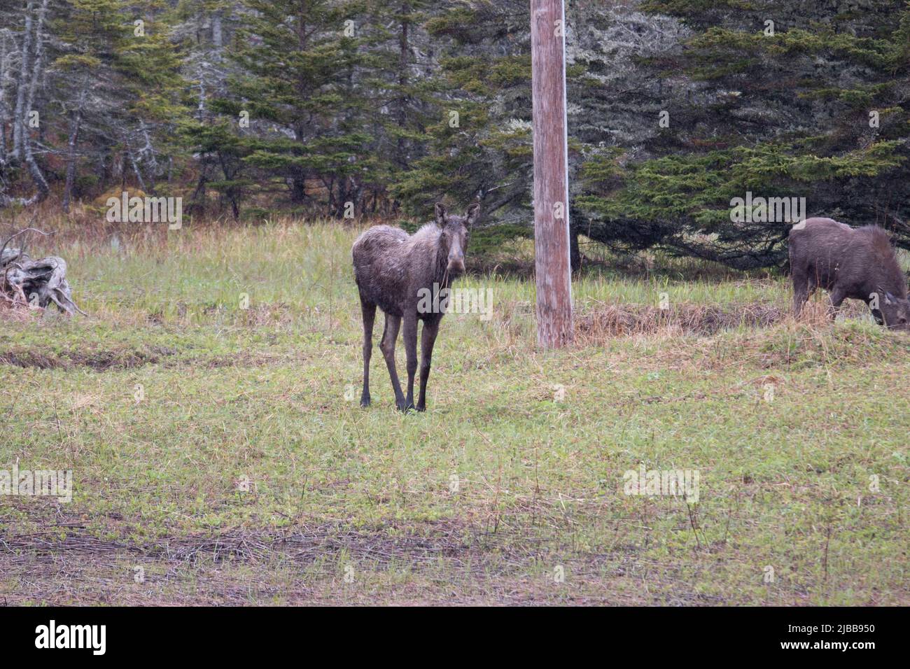 A pair of moose early on in season in newfoundland Stock Photo - Alamy