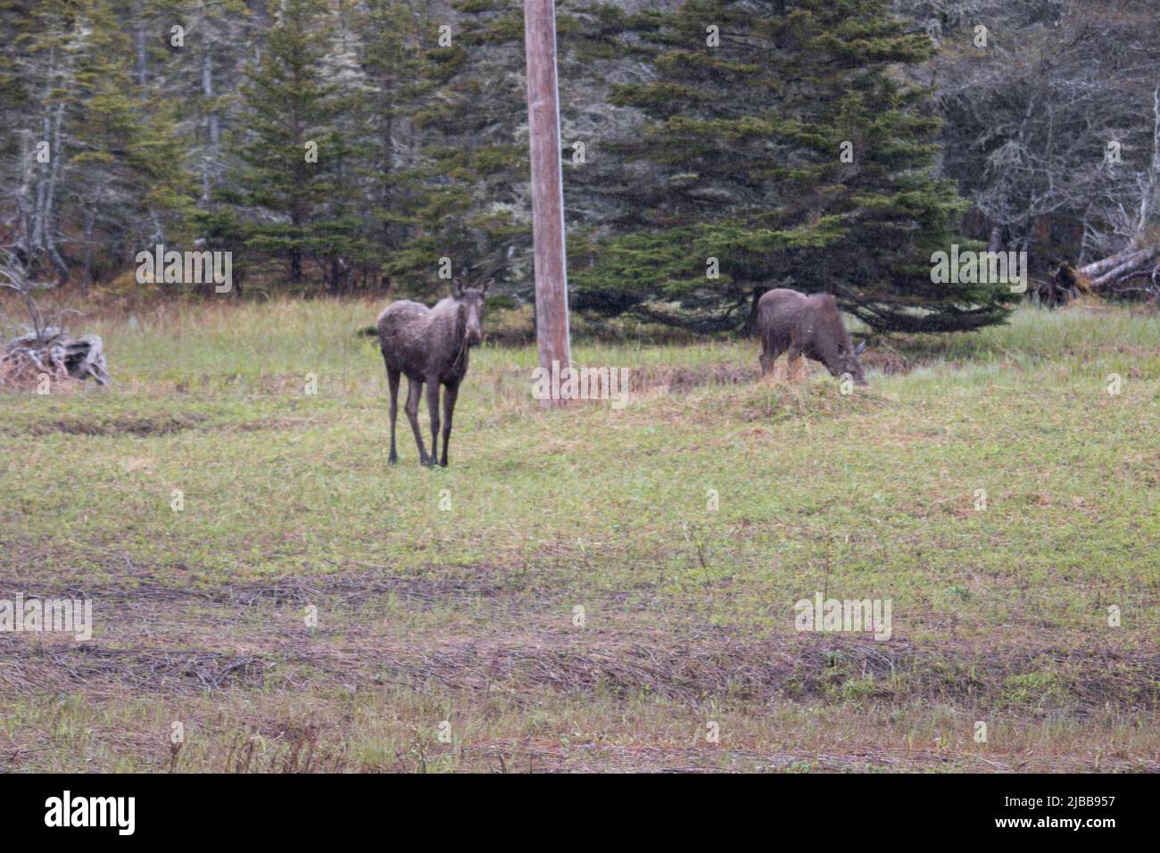 A pair of moose early on in season in newfoundland Stock Photo - Alamy