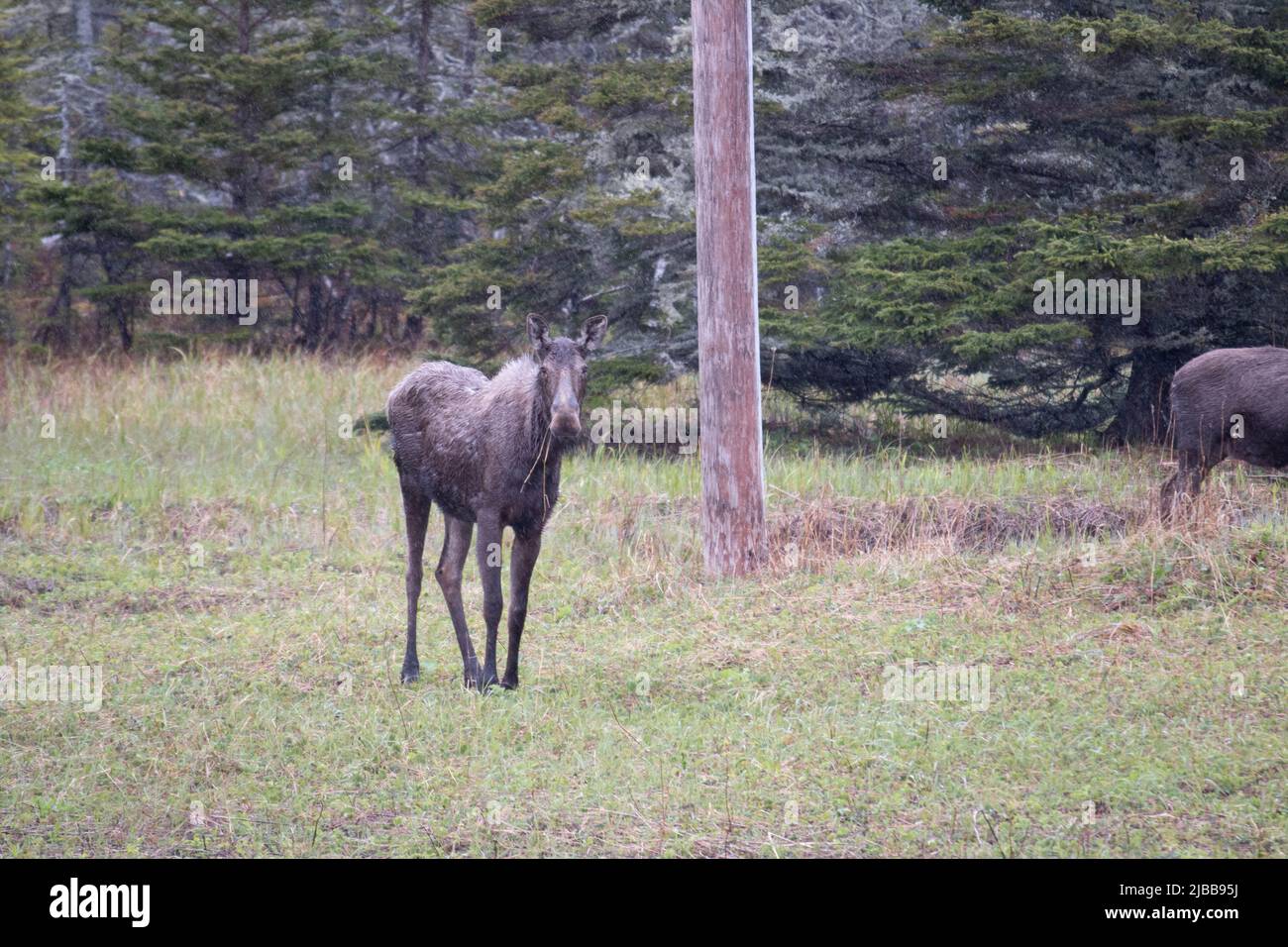 A pair of moose early on in season in newfoundland Stock Photo - Alamy