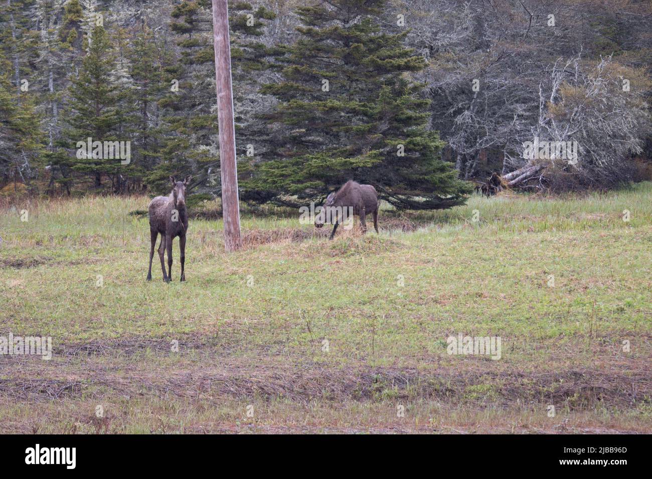 A pair of moose early on in season in newfoundland Stock Photo - Alamy