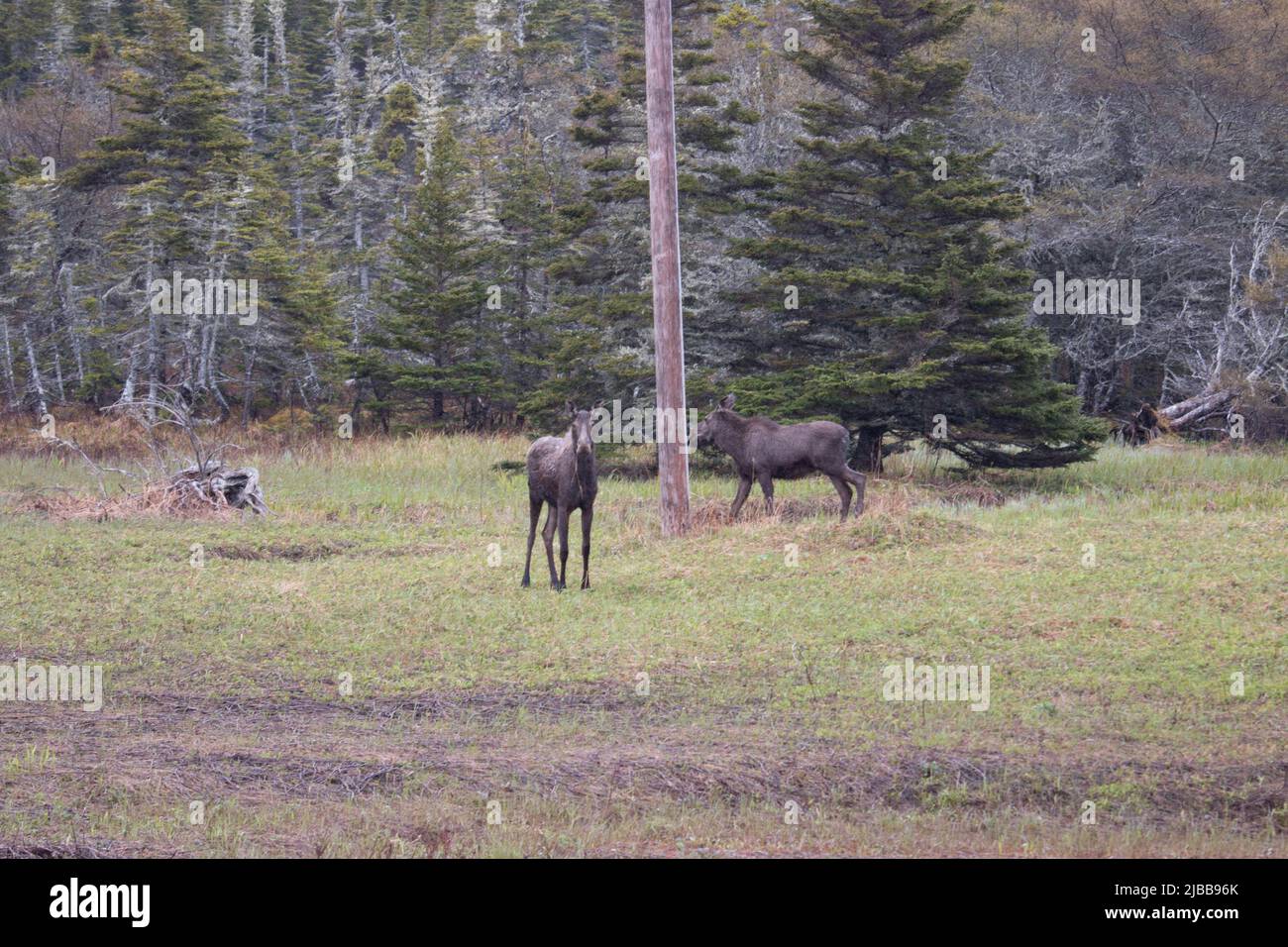 A pair of moose early on in season in newfoundland Stock Photo - Alamy