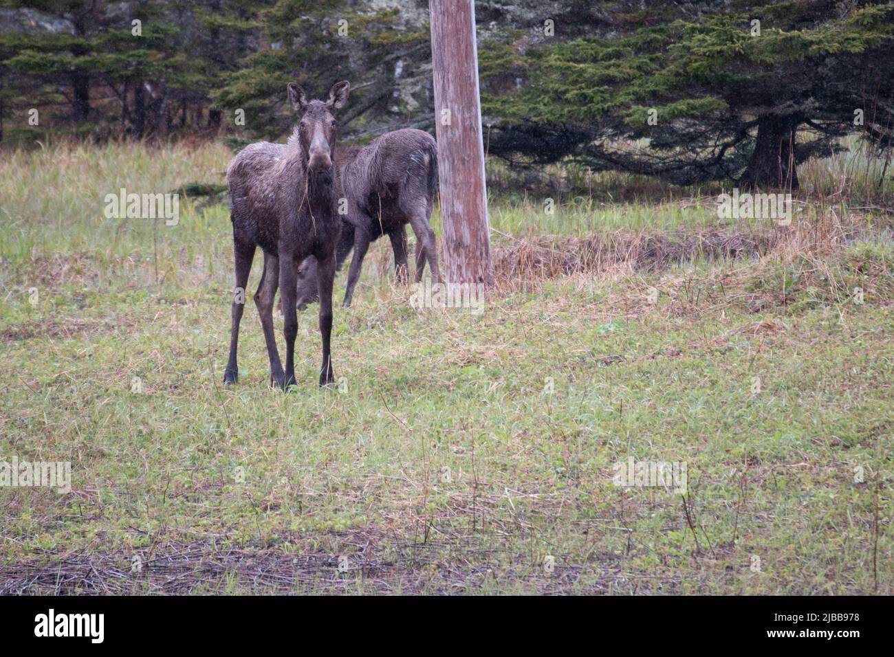 A pair of moose early on in season in newfoundland Stock Photo - Alamy