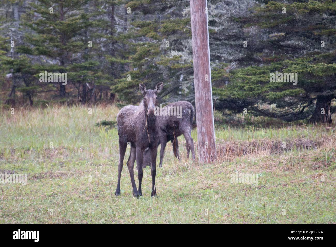 A pair of moose early on in season in newfoundland Stock Photo - Alamy