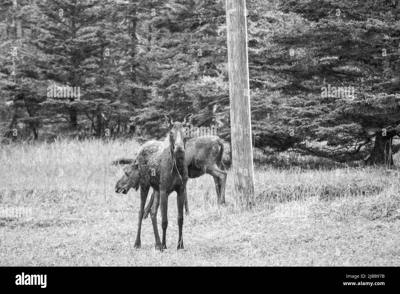 A pair of moose early on in season in newfoundland Stock Photo - Alamy