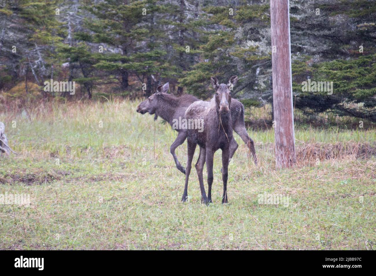 A pair of moose early on in season in newfoundland Stock Photo - Alamy