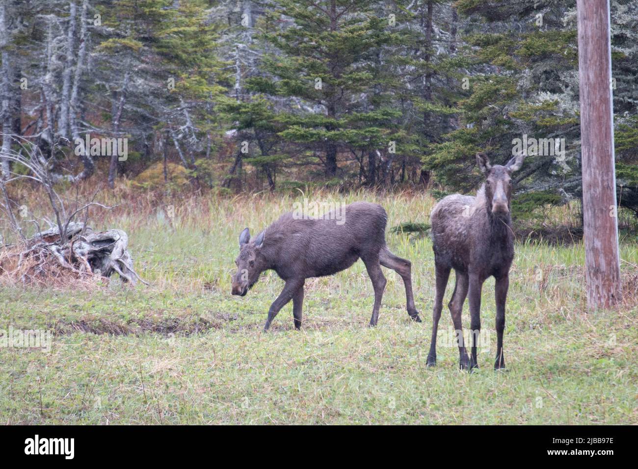 A pair of moose early on in season in newfoundland Stock Photo - Alamy