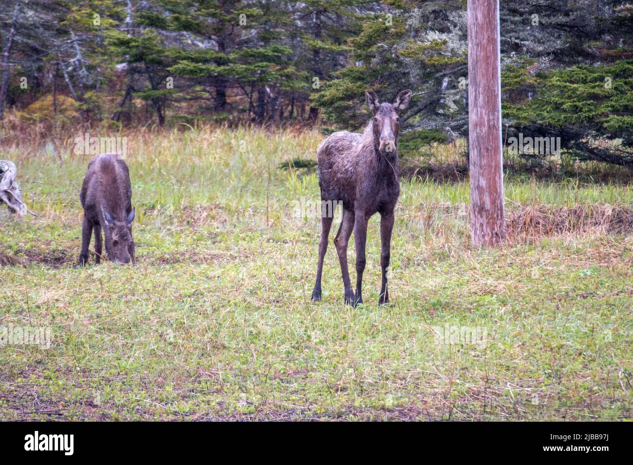 A pair of moose early on in season in newfoundland Stock Photo - Alamy