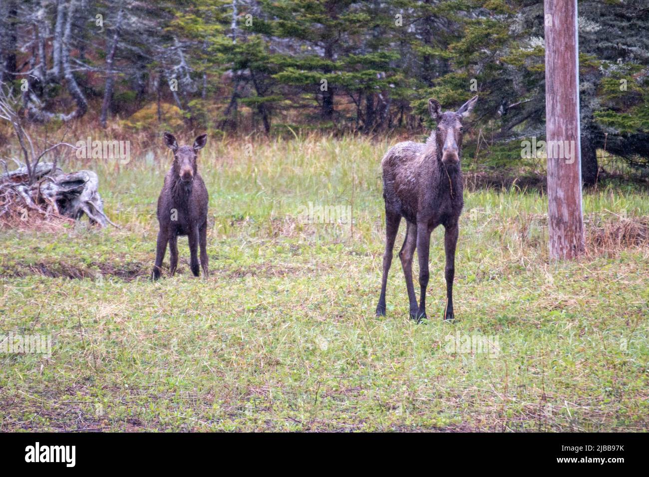 A pair of moose early on in season in newfoundland Stock Photo - Alamy