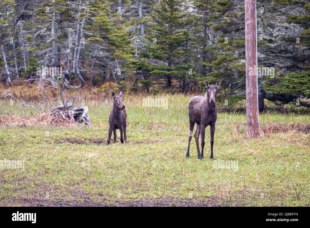 A pair of moose early on in season in newfoundland Stock Photo - Alamy