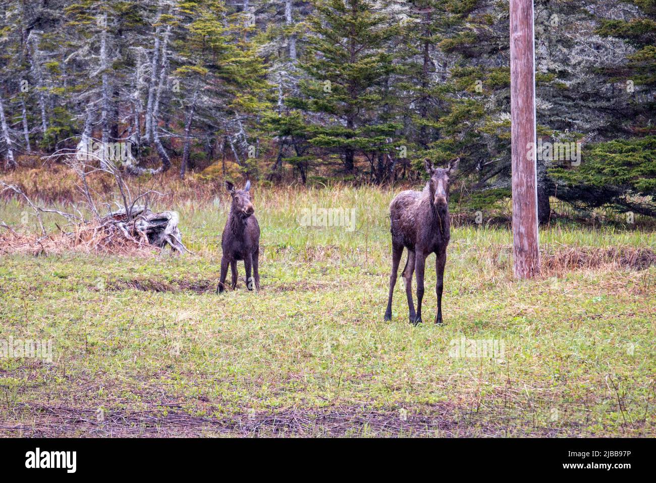 A pair of moose early on in season in newfoundland Stock Photo - Alamy