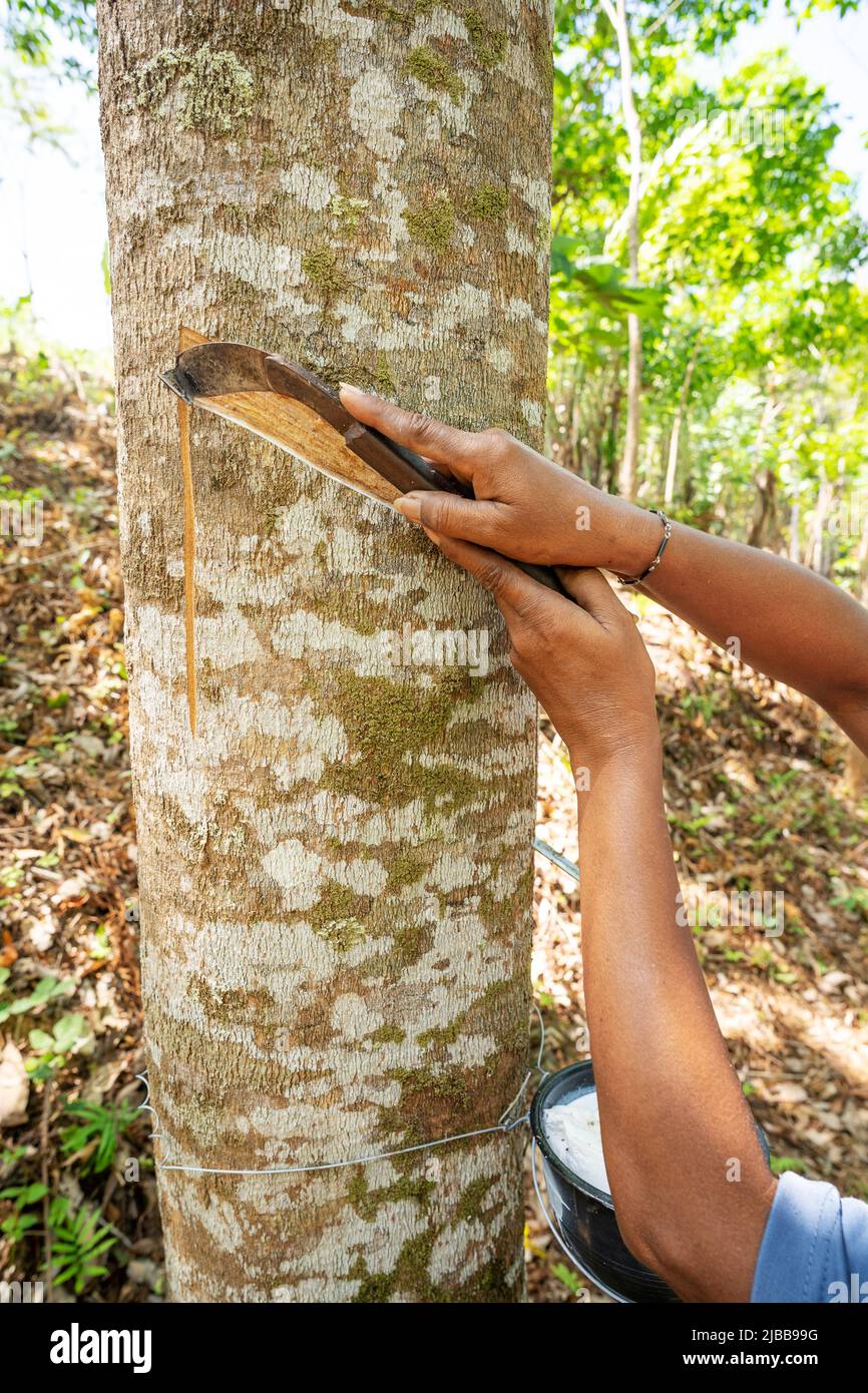 Tapping rubber tree woman hi-res stock photography and images - Alamy