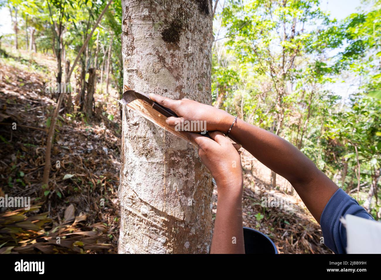 Para rubber trees hi-res stock photography and images - Alamy