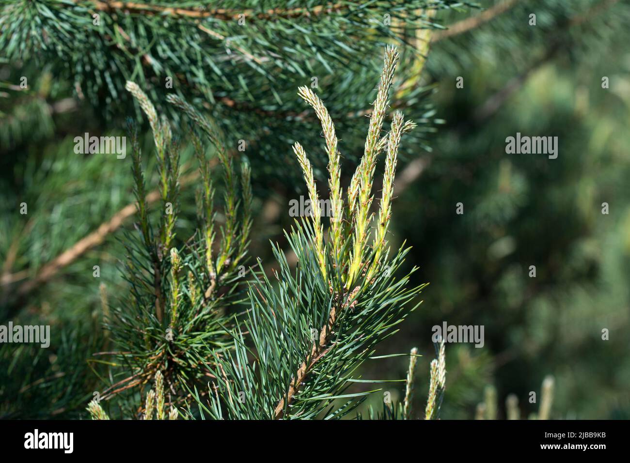 New pine sprout hi-res stock photography and images - Alamy