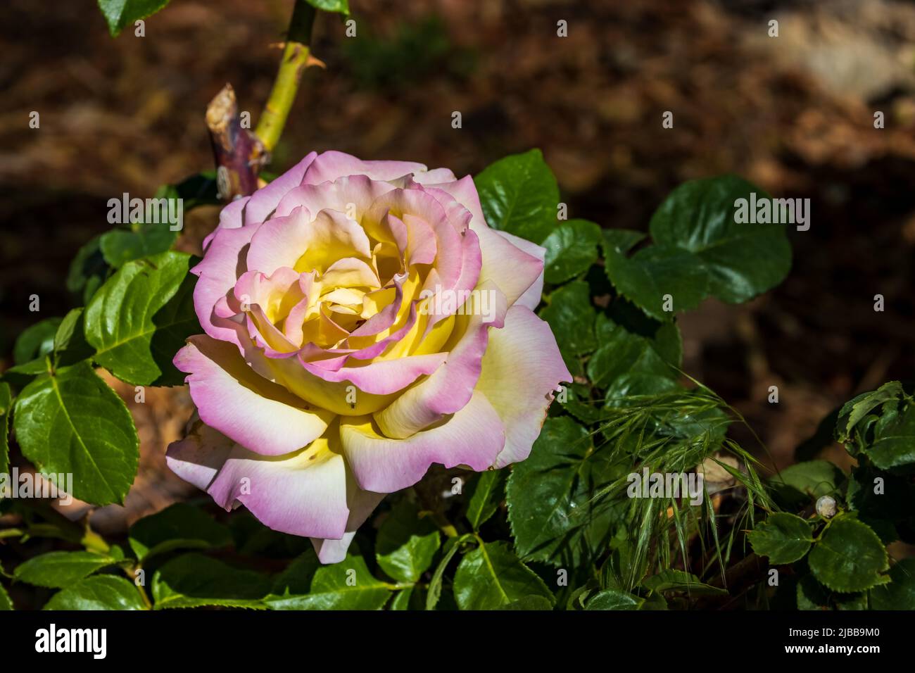 Rose stands hi-res stock photography and images - Alamy