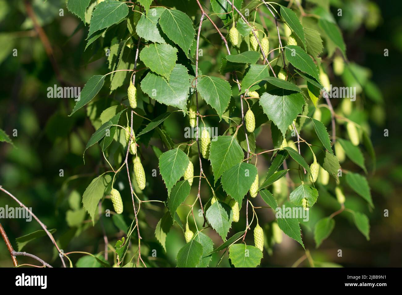 birch fruits and leaves on twig closeup selective focus Stock Photo - Alamy