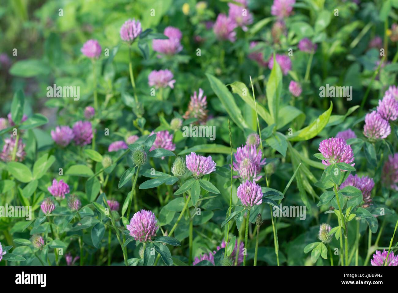 Perennial red clover hi-res stock photography and images - Alamy