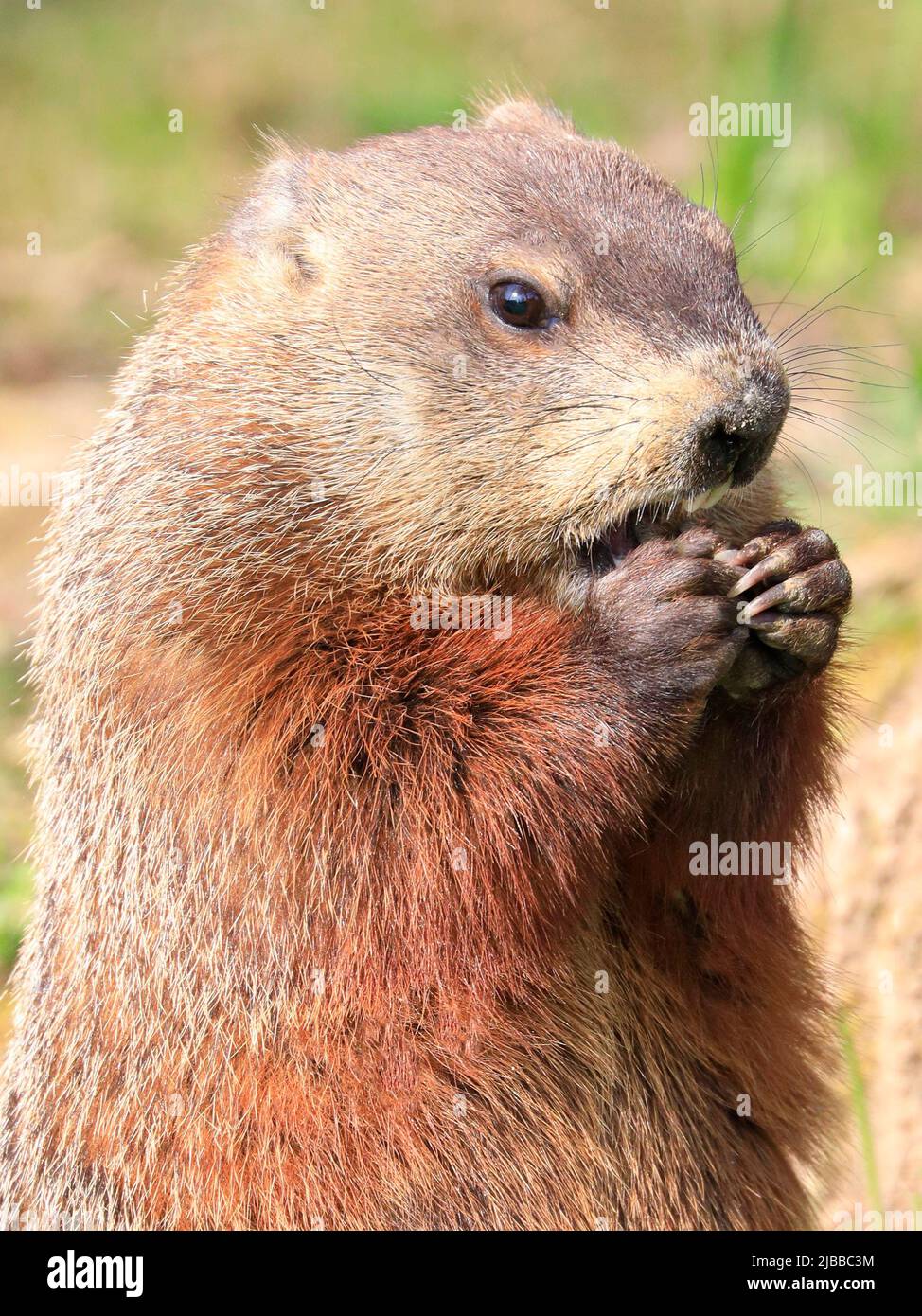 Close-up marmot portrait shows its teeth, Quebec, Canada Stock Photo ...