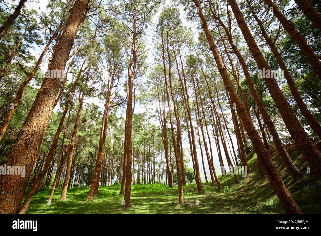 Pinaceae pine hi-res stock photography and images - Alamy