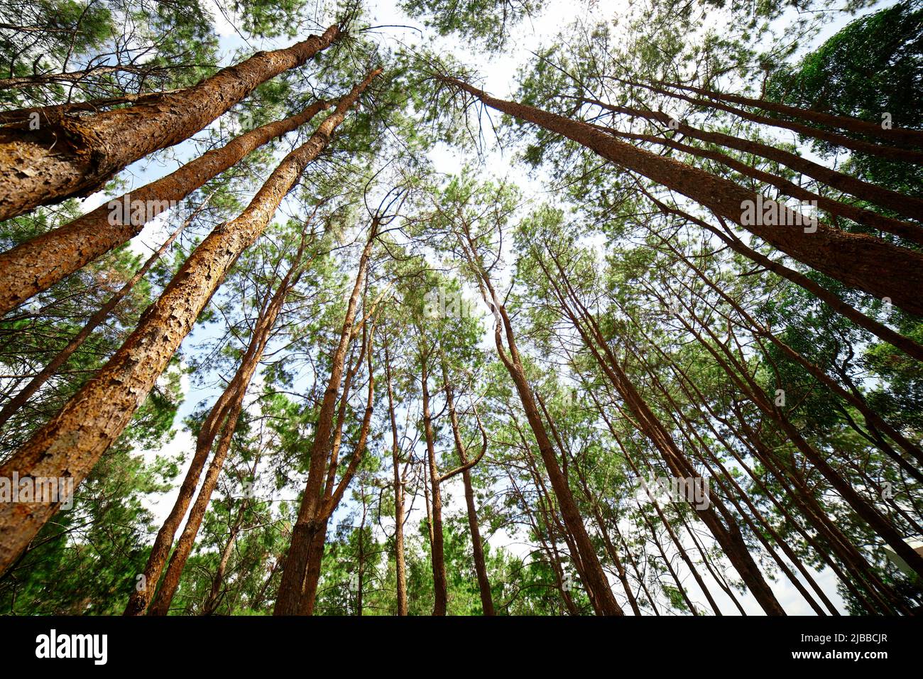 Canopy forest low angle trunk hi-res stock photography and images - Alamy