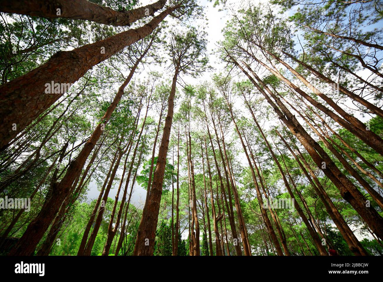 Canopy forest low angle trunk hi-res stock photography and images - Alamy