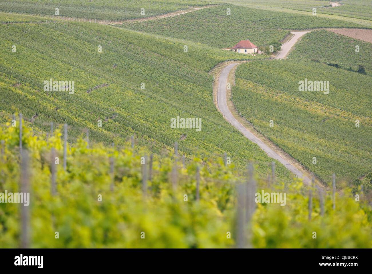 Volkach, Germany. 03rd June, 2022. A path winds through the vineyards ...