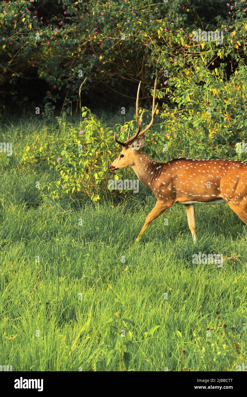 Male chital hi-res stock photography and images - Alamy