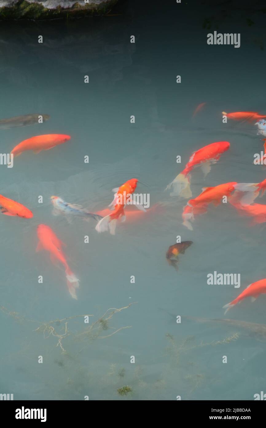 Fancy gold fish in a Suzhou park pond Stock Photo - Alamy
