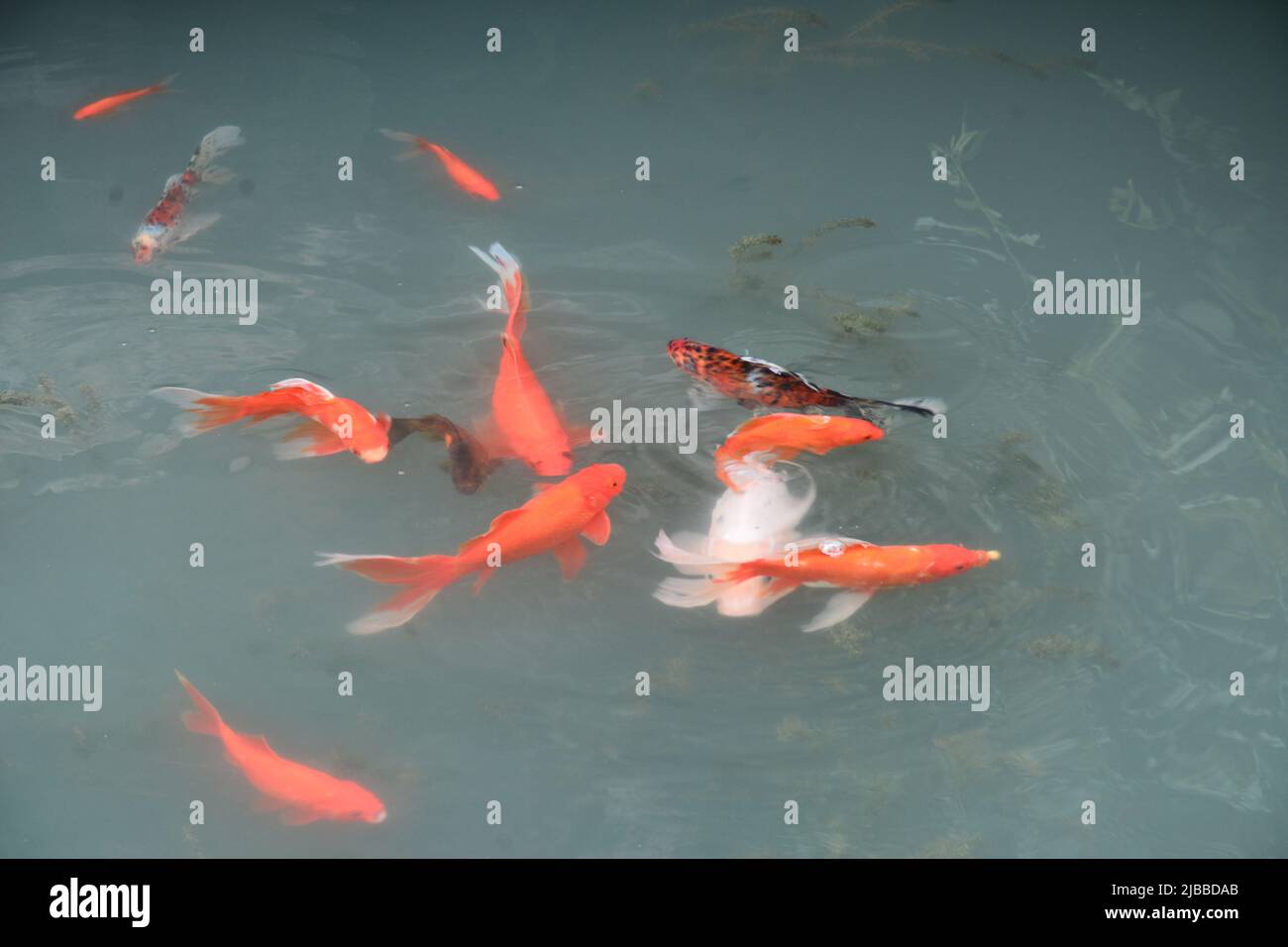 Carp pond fish koy hi-res stock photography and images - Alamy