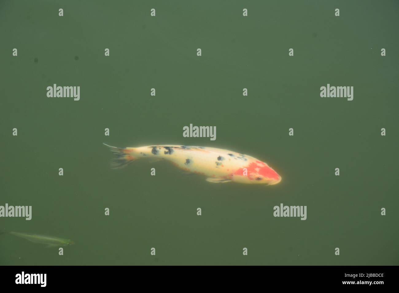 Gold fish hi-res stock photography and images - Alamy