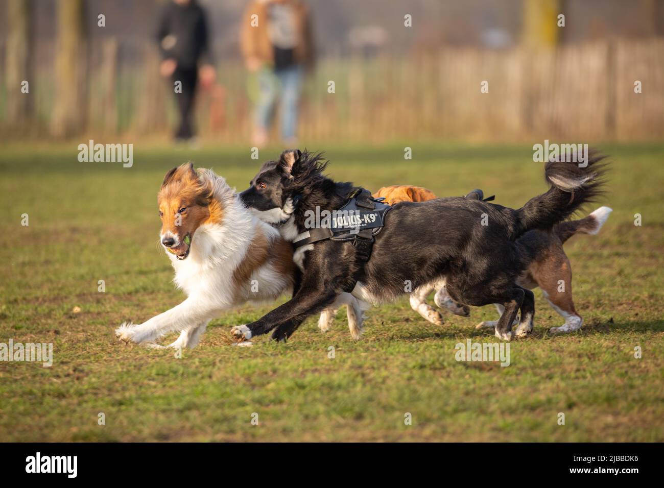 Running sheltie hi-res stock photography and images - Alamy